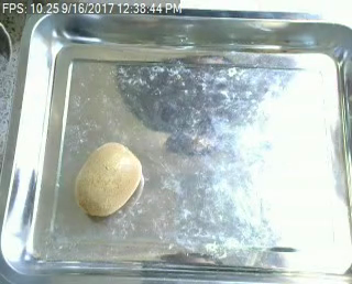 Kiwi Object Detection Dataset And Pre Trained Model By Vietnam Fruit In Lab