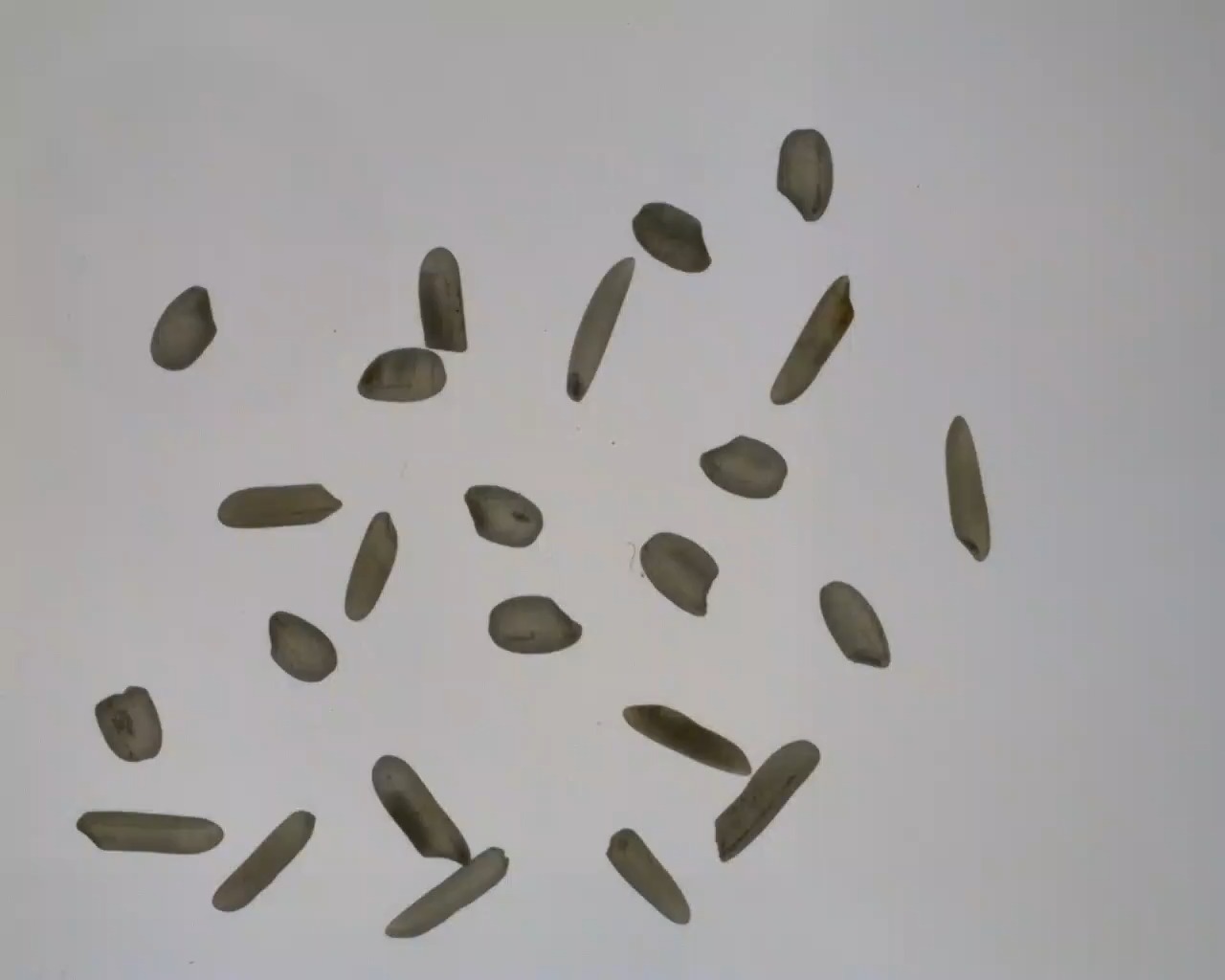 Rice Detector Object Detection Dataset and Pre-Trained Model by Asia Pacific University of ...