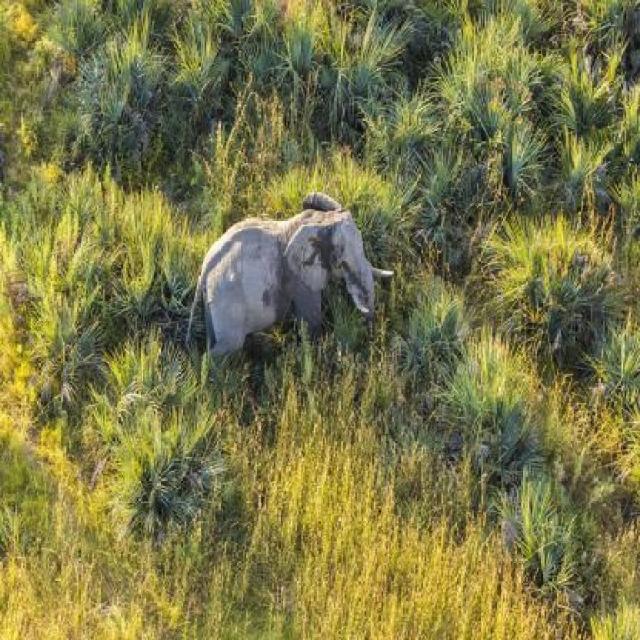 My Test Datasets Object Detection Dataset by Wild Animals Datasets My Test Datasets Object Detection Dataset by Wild Animals Datasets