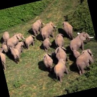 Animal detection 2 Object Detection Dataset by Wild Animals Datasets