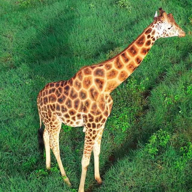 Giraffe images Object Detection Dataset by Wild Animals Datasets