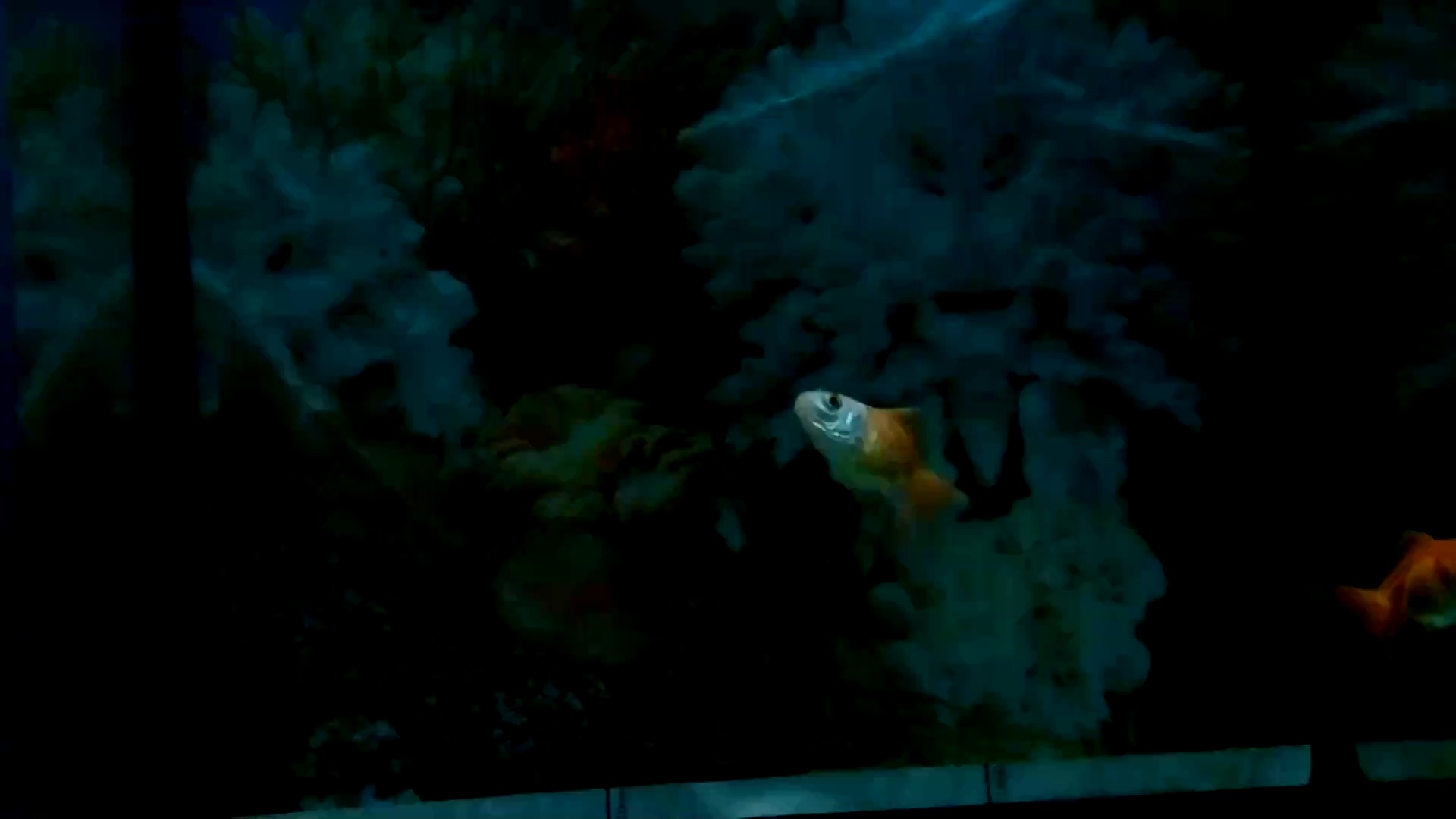 gold fish2 Object Detection Dataset by new-workspace-sr05y