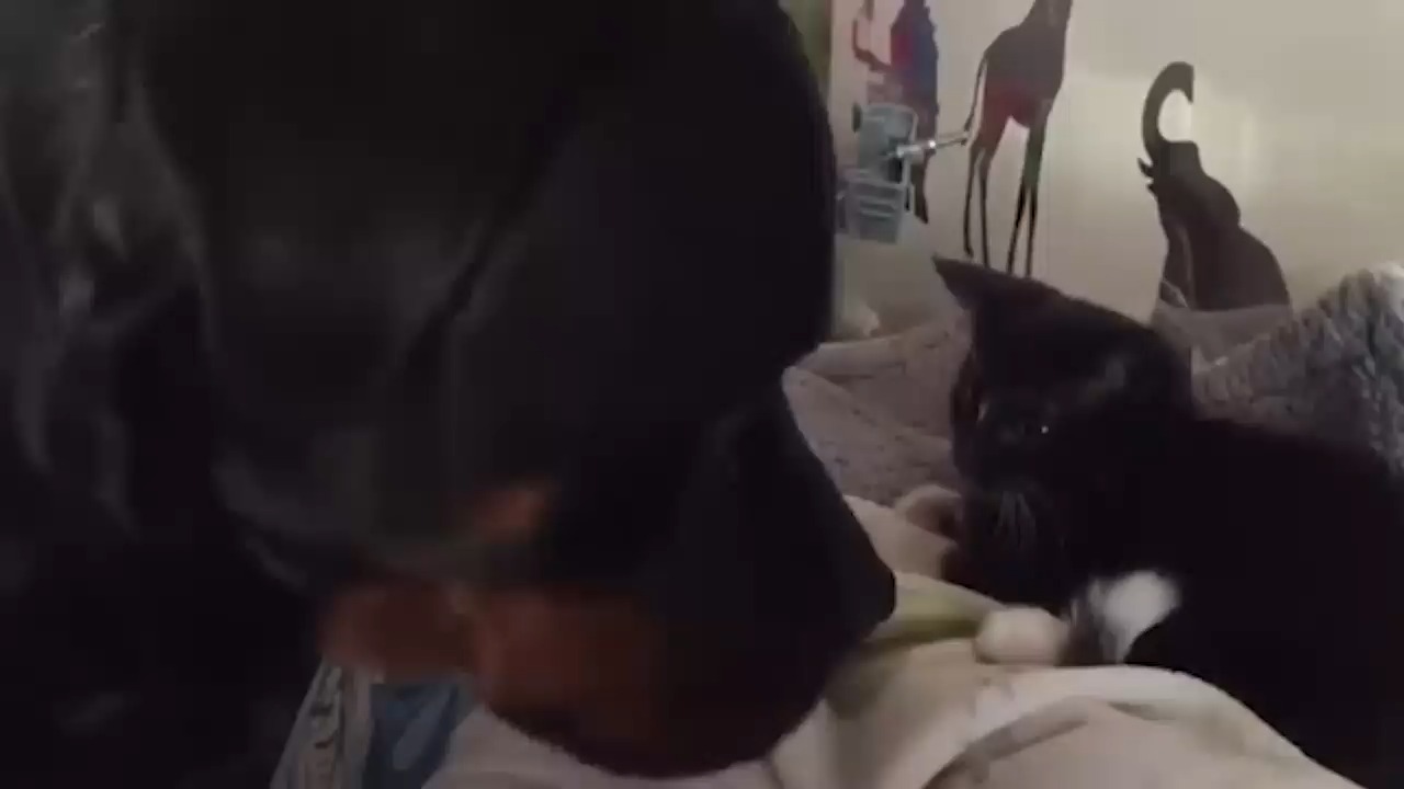 Dog cat Object Detection Dataset and Pre-Trained Model by This is so EPIC