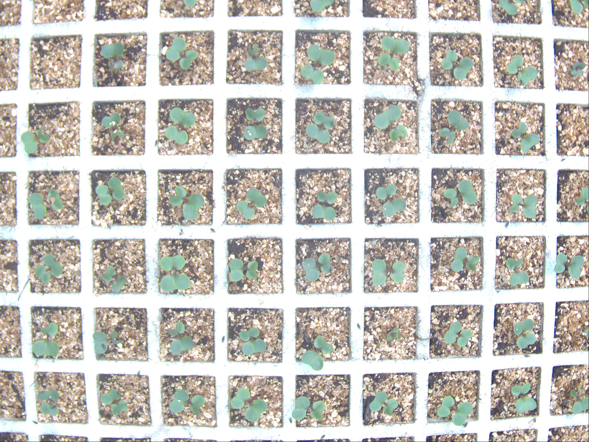 Germiplanta Object Detection Dataset By Insat