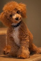 dog Object Detection Dataset and Pre-Trained Model by sss