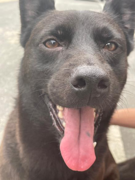 Dogs Object Detection Dataset by Yolo