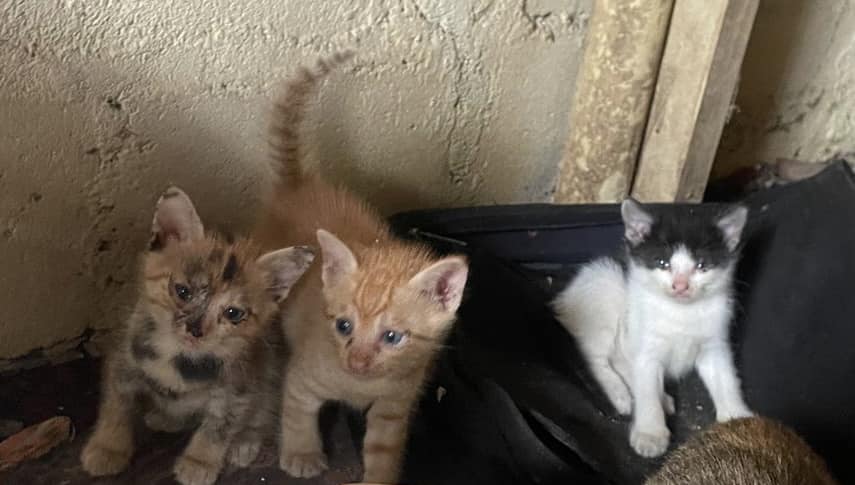 cats_dogs Object Detection Dataset and Pre-Trained Model by adoptme