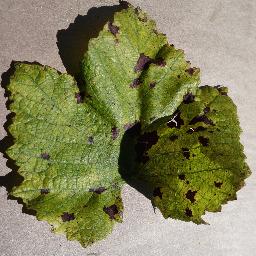 How to Use the Grape Object Detection API