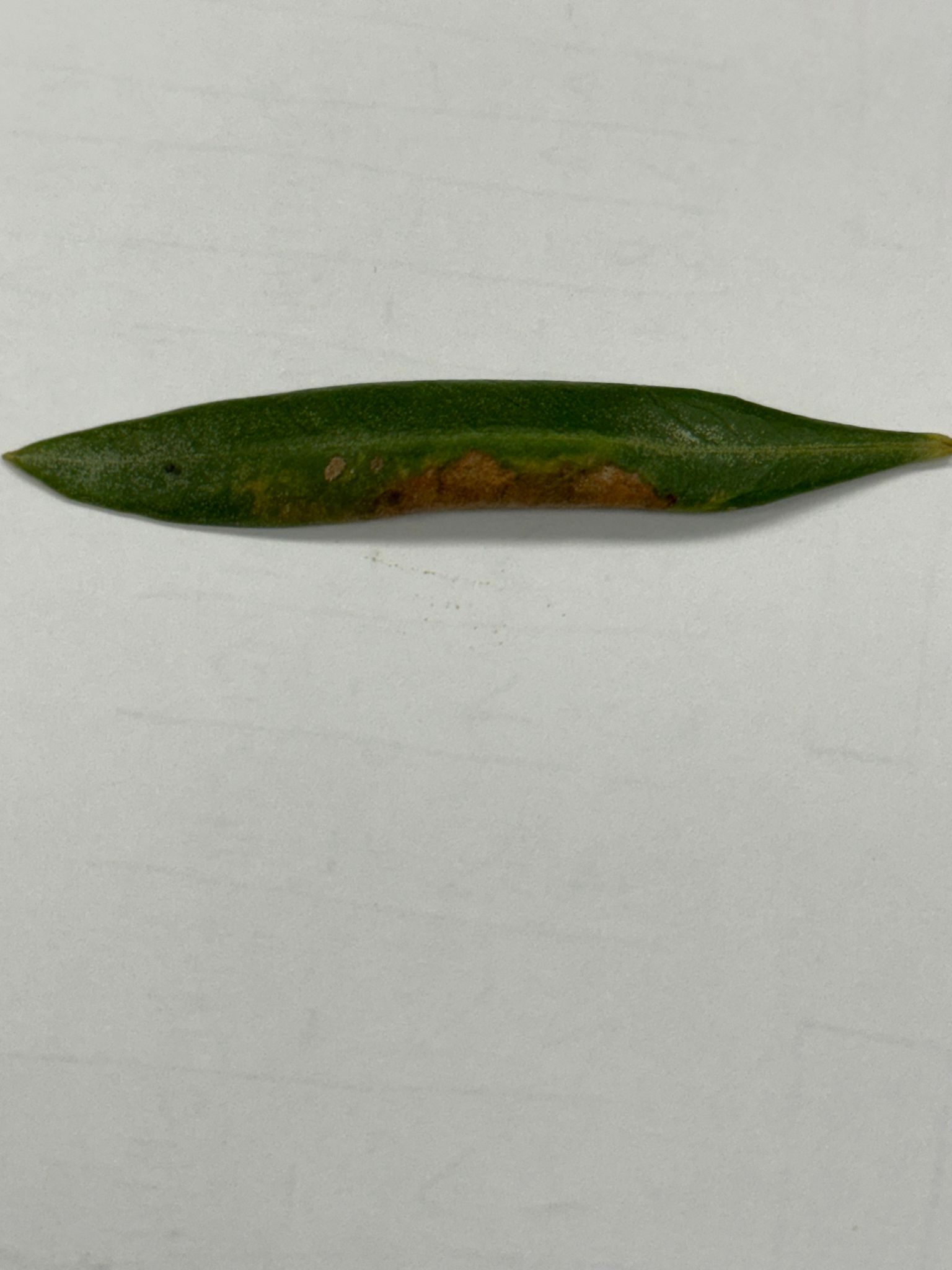 How to Use the Olive Object Detection API