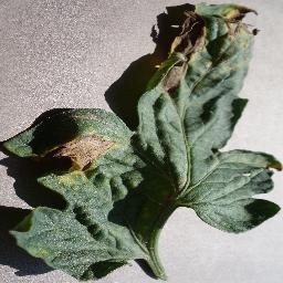 How to Use the Tomato Object Detection API