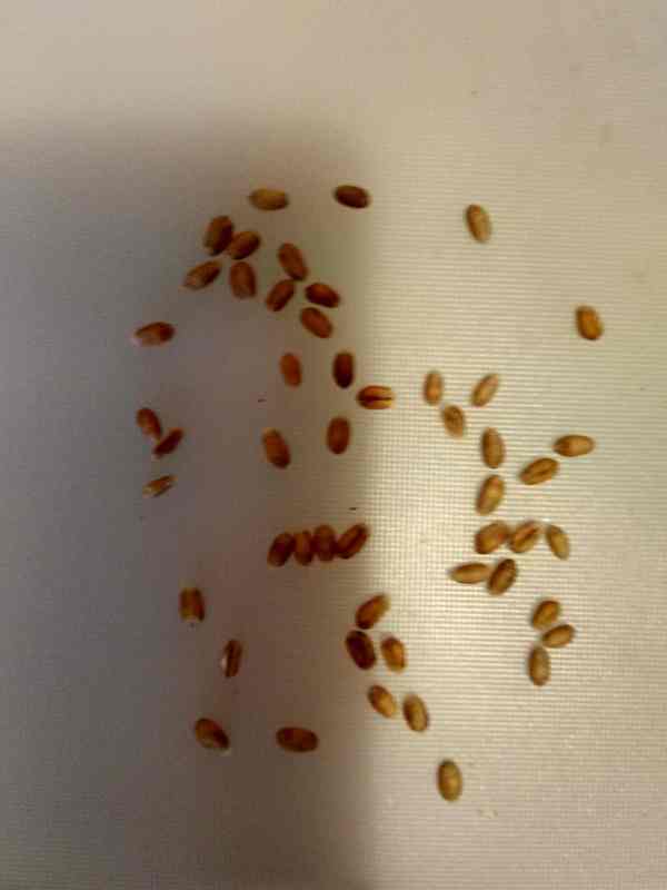 Wheat count Object Detection Dataset by Wheat