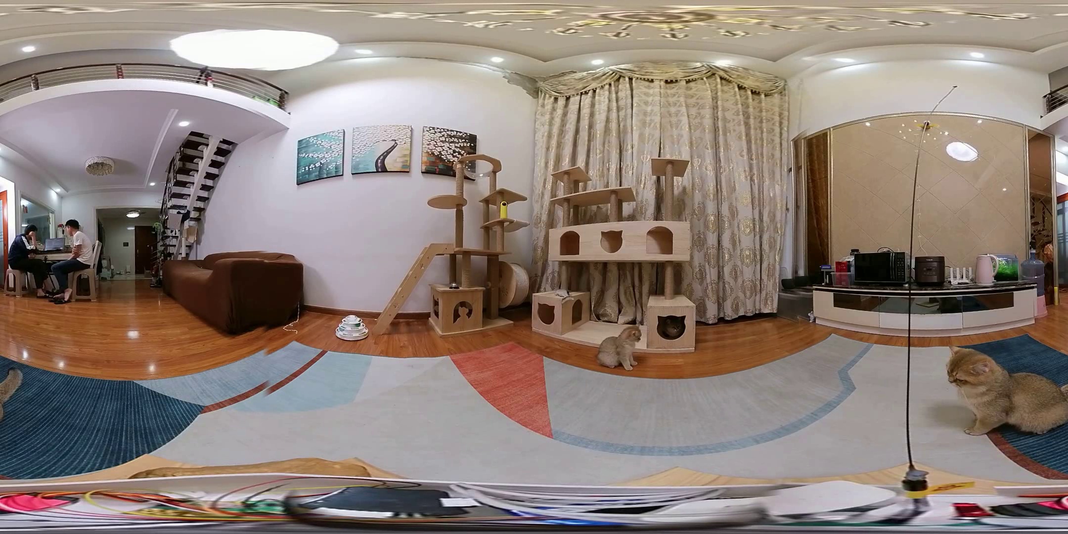 Insta360 Cat Detection Object Detection Dataset By Sinnammanyo
