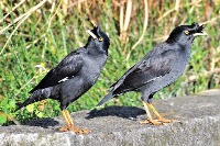 Bird Classification Object Detection Dataset and Pre-Trained Model by ...