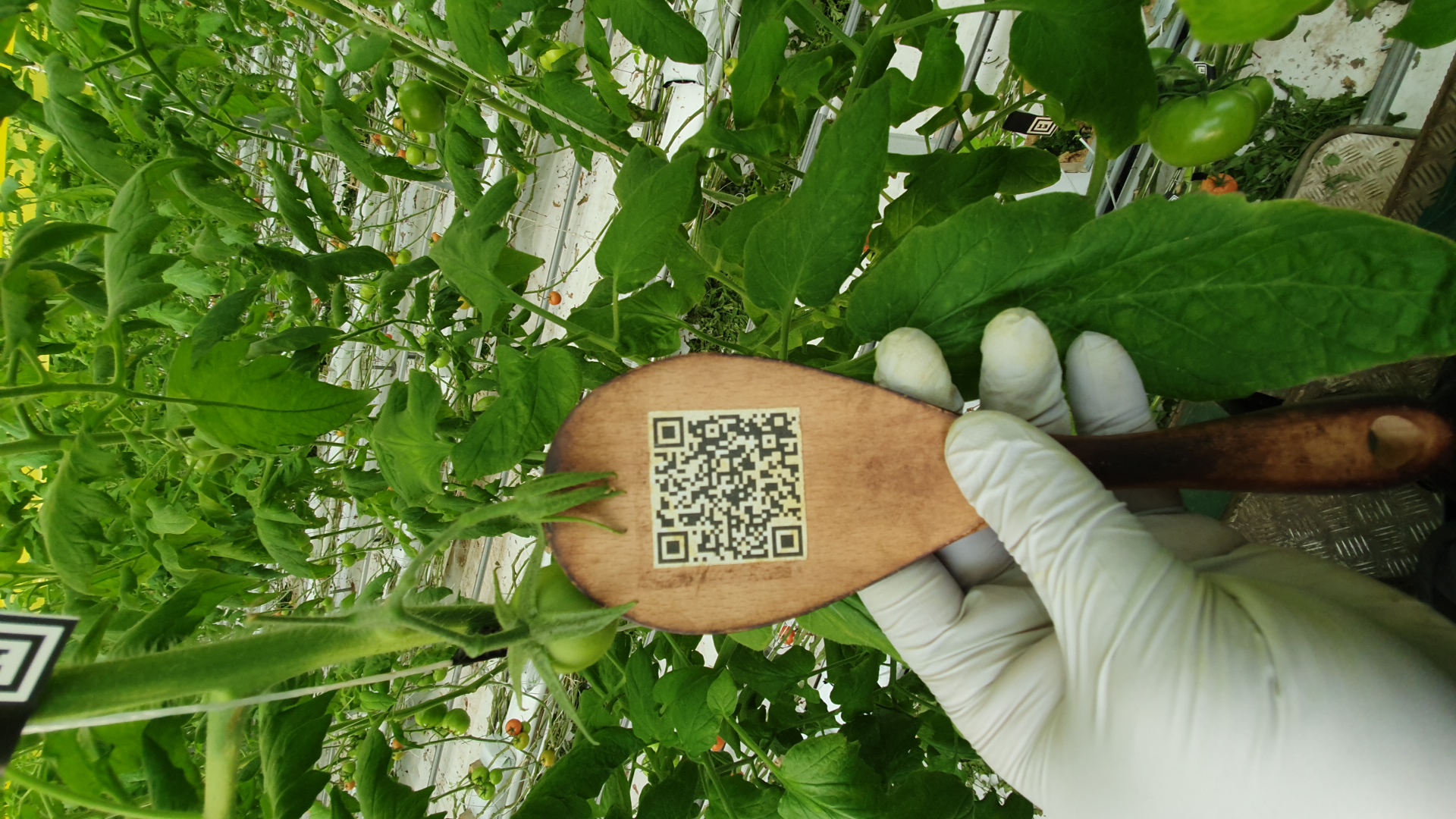 tomato_seg Semantic Segmentation Dataset by tomatoseg