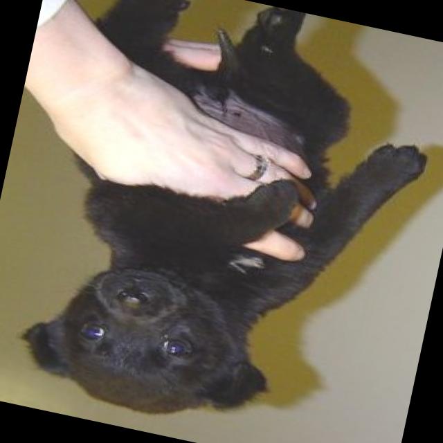 dog Object Detection Dataset by Atlastrashdetector