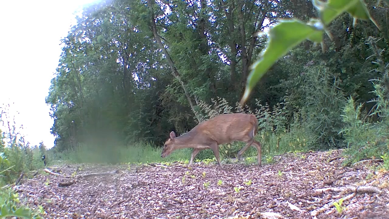 How to Use the Deer Model Object Detection API