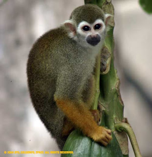 monkey Object Detection Dataset by project-nvhqr