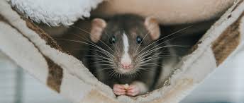 BORE Rat sample Object Detection Dataset by Future Lab