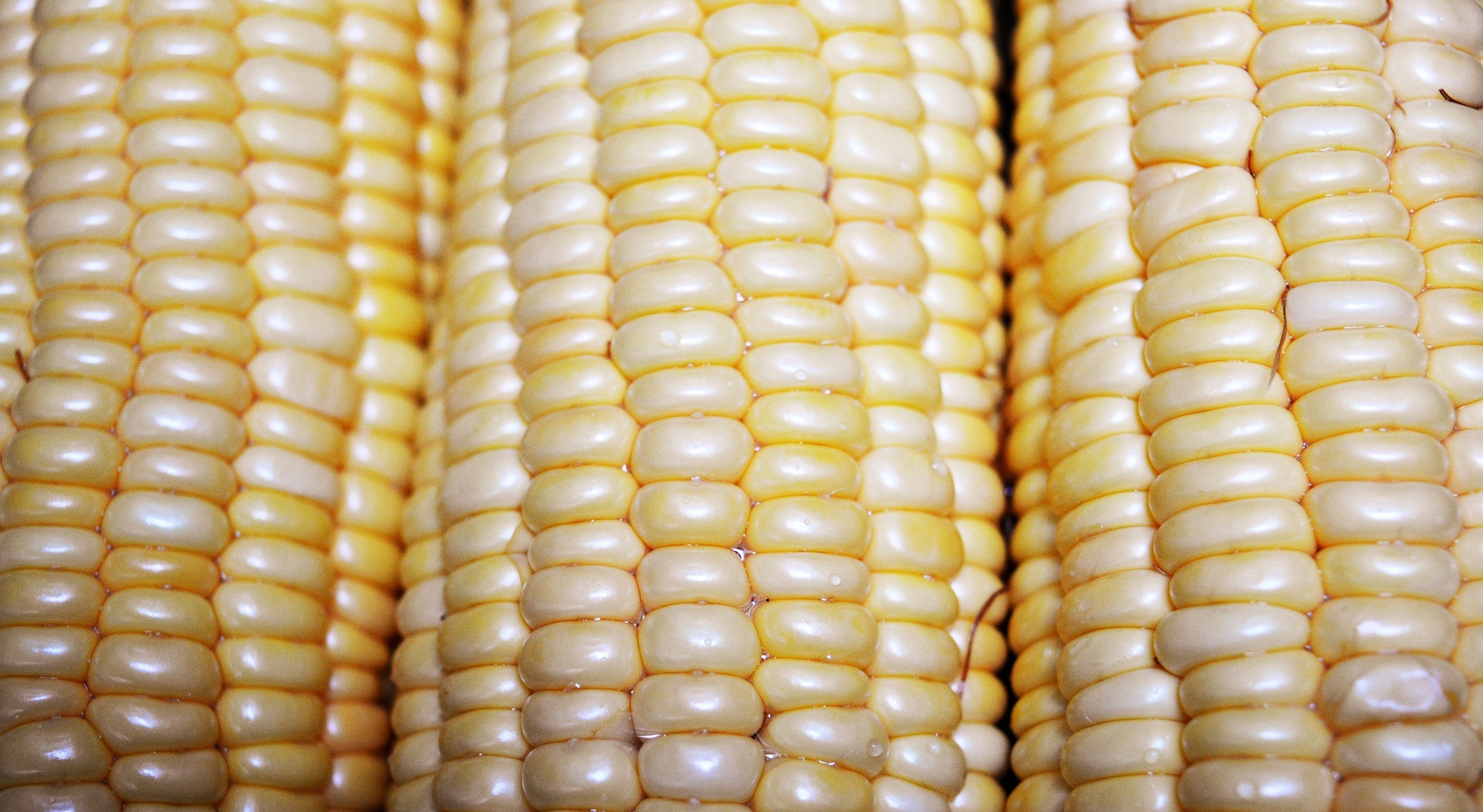 Corn Object Detection Dataset by Misis