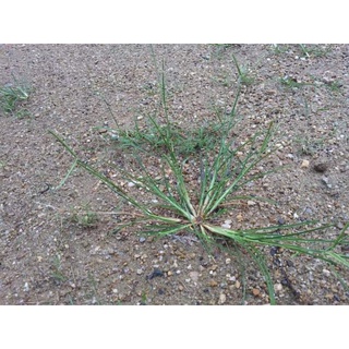 weed Object Detection Dataset by Naresuan