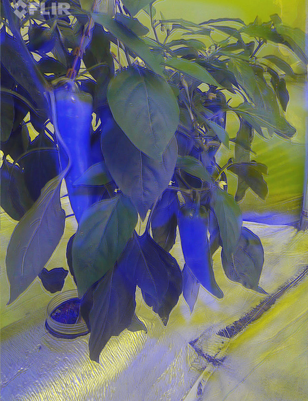 CSE495 Pepper Detection Blue Object Detection Dataset by Emre Y