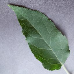 LEAF Object Detection Dataset by Leaf