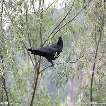 Crows Object Detection Dataset and Pre-Trained Model by Custom Crow ...