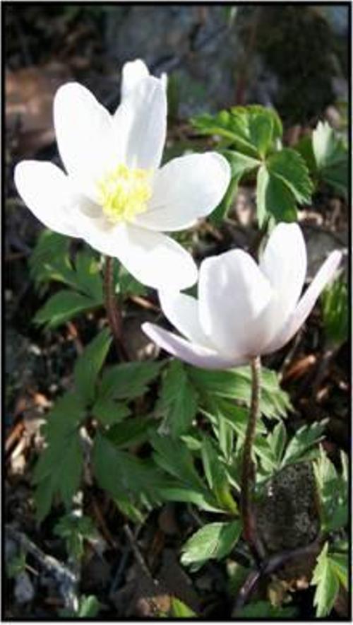 flowers Object Detection Dataset by Immersive