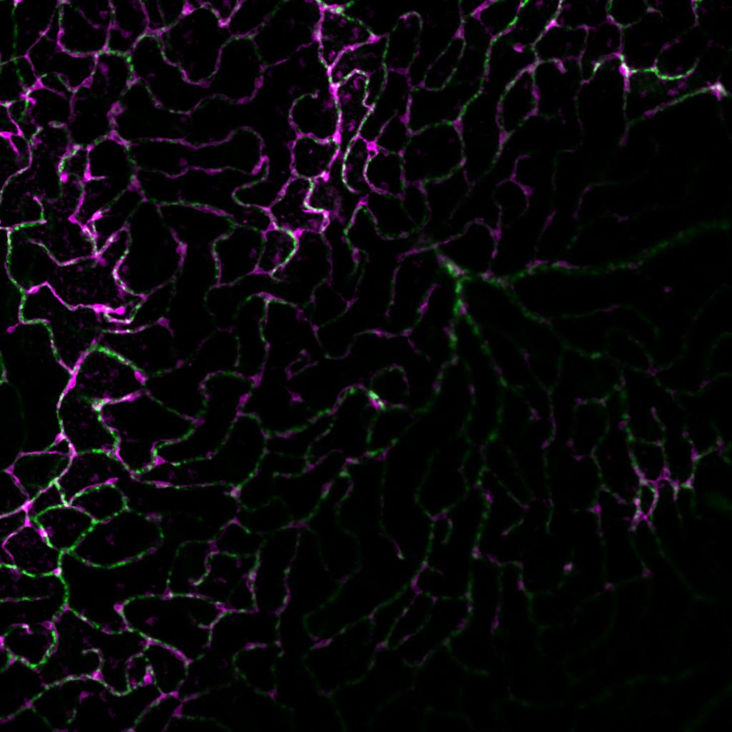 ppb Object Detection Dataset by Animal STATUS