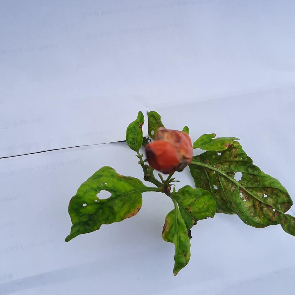 chili AI Object Detection Dataset by chili plant disease detection