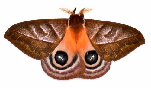 moth hindwings Object Detection Dataset by LeafSegmentation