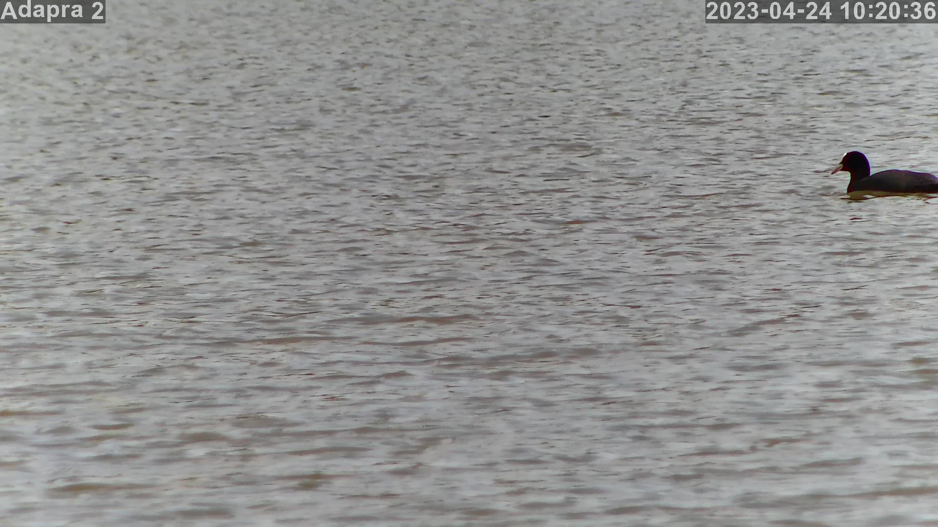 birds over water Object Detection Dataset and Pre-Trained Model by anemos technologies