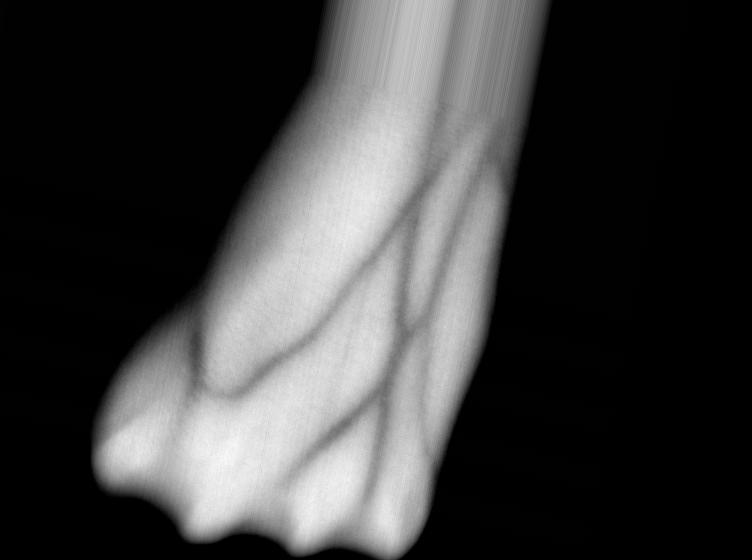 Vein Biometric Object Detection Dataset By Dhanushnp