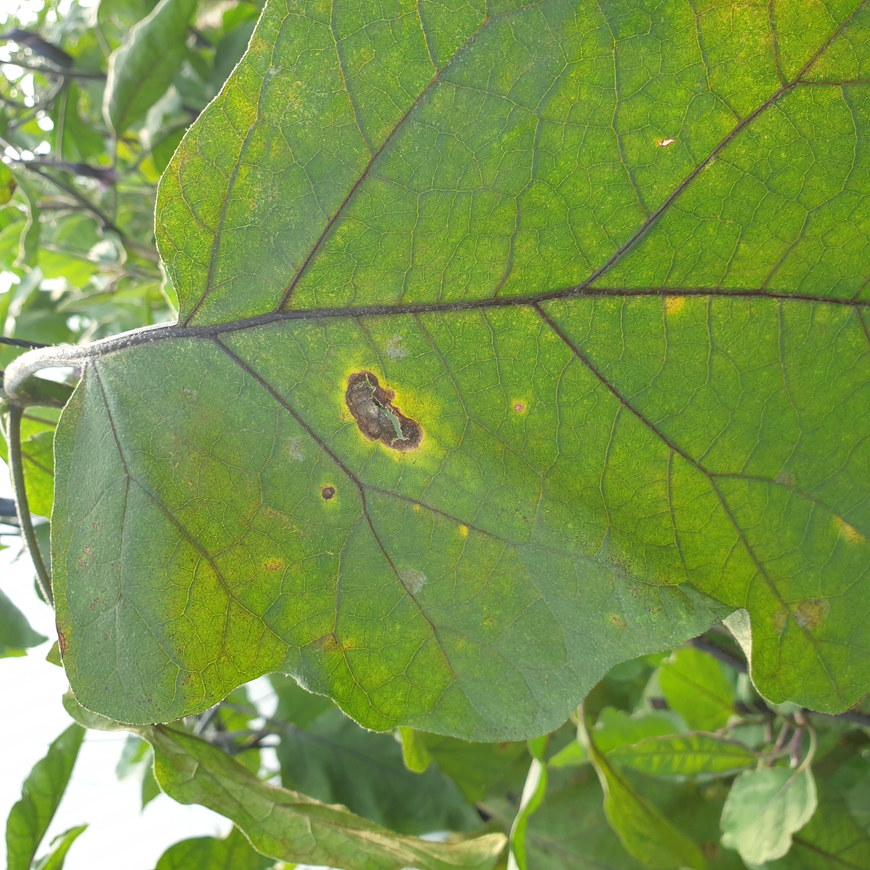 egg_plant Object Detection Dataset and Pre-Trained Model by Eggplant