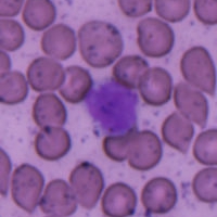 wbc-classification Classification Dataset and Pre-Trained Model by ...