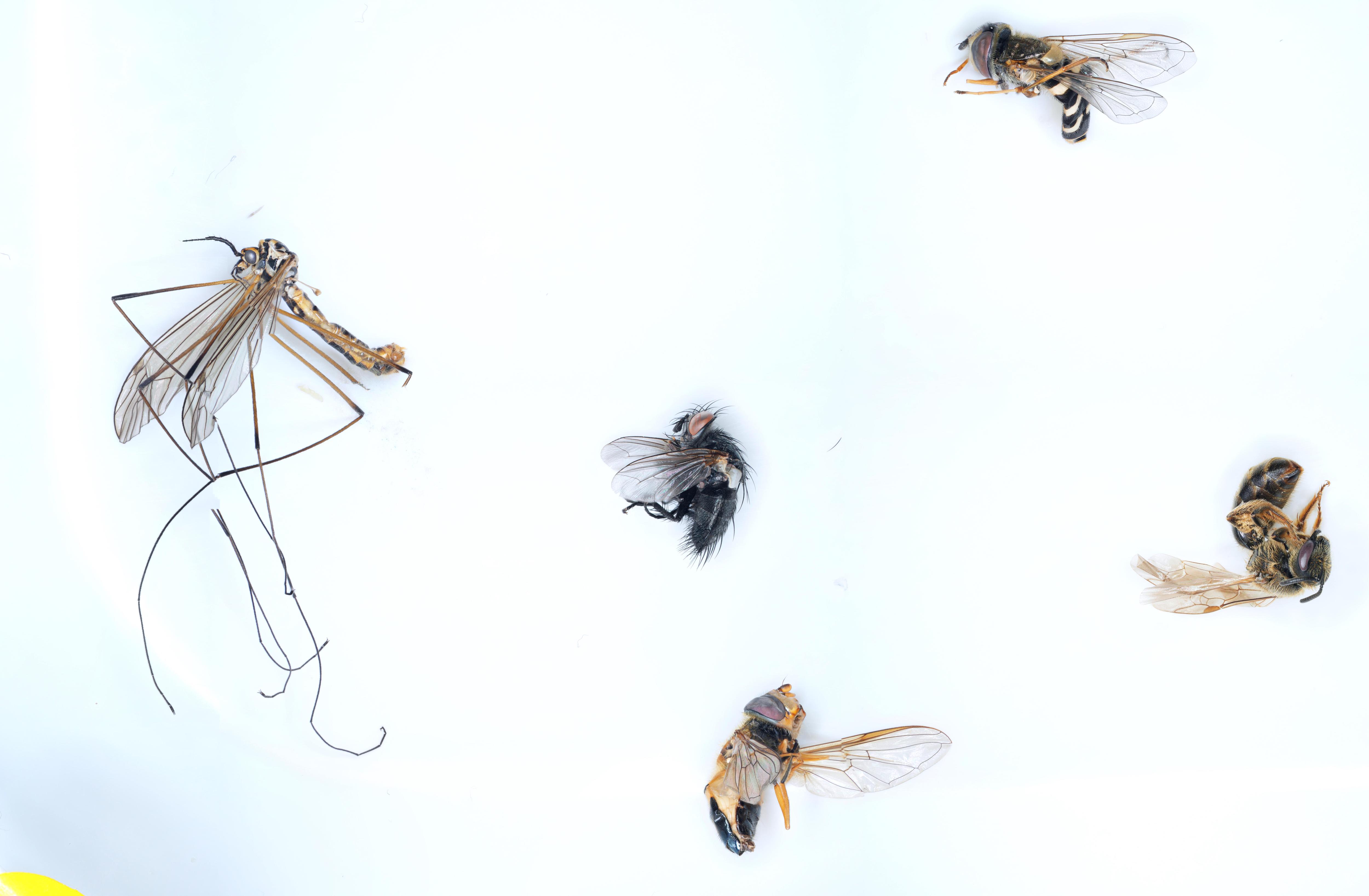 7 5 Object Detection Dataset By Nature Conservation