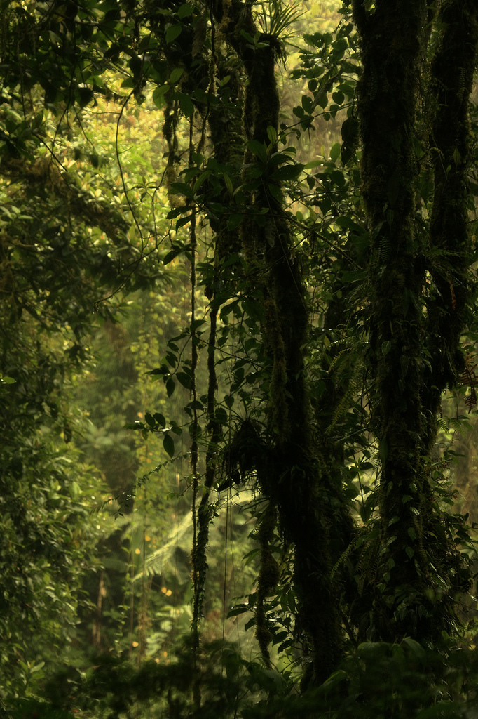 How To Use The Vegetation Object Detection Api