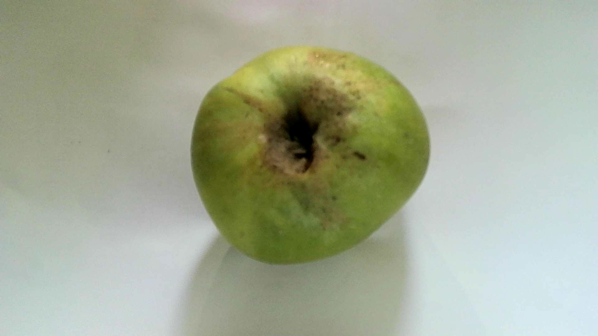 Apples fault detection Object Detection Dataset and Pre-Trained Model by Zack Davison