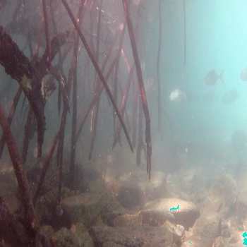 Underwater Object Detection Dataset and Pre-Trained Model by college