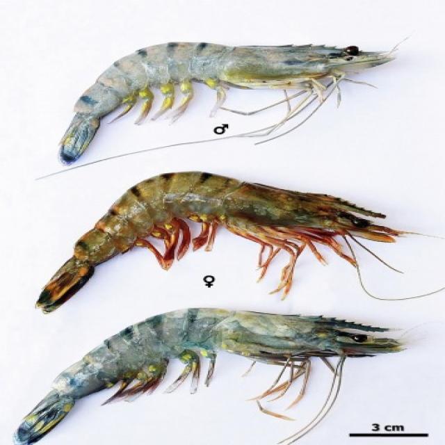 Shrimp Detector V8 3 Object Detection Dataset By Thesisproject