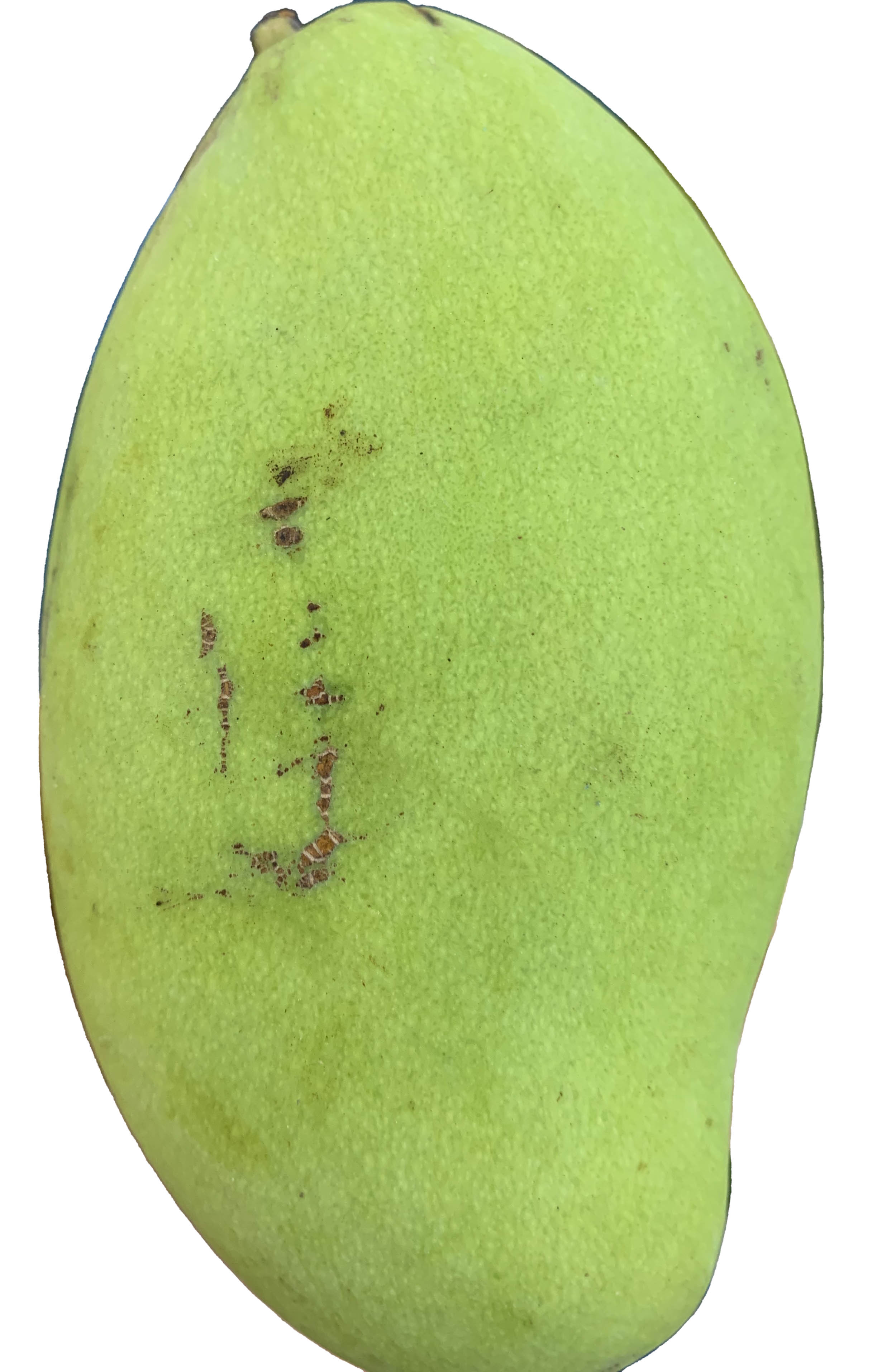 Mangga Model Object Detection Dataset and Pre-Trained Model by Buah Bona