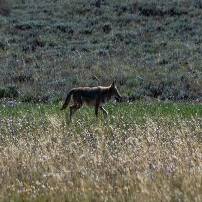 delta vision Object Detection Dataset by watchdog