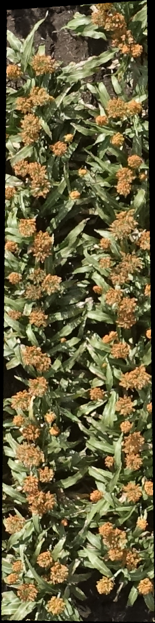 sorghum Object Detection Dataset and Pre-Trained Model by wei guo