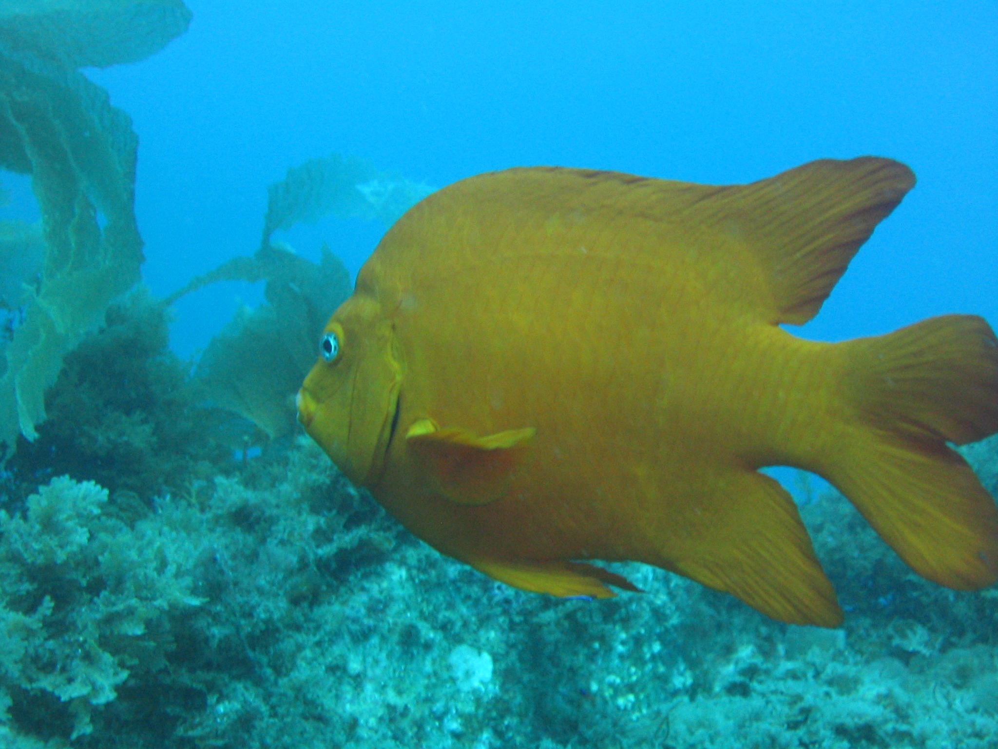 fish Object Detection Dataset by new-workspace-uyoea