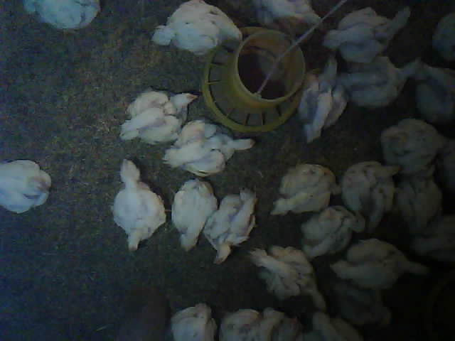 capstone_chicken Object Detection Dataset by senpro