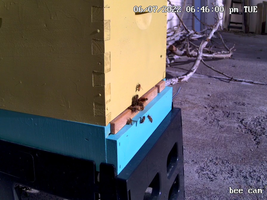 Bee Counter Object Detection Dataset And Pre Trained Model By Bees