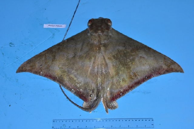 ITK 5B Object Detection Dataset by Universitas Jenderal Soedirman