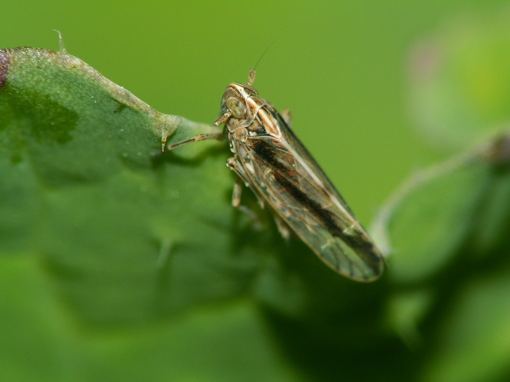 How to Use the annotation Object Detection API