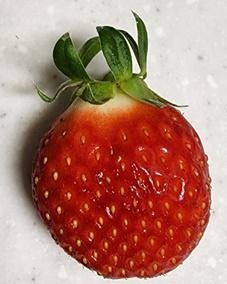 strawberry Semantic Segmentation Dataset by project