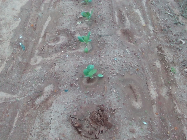 Crop-row Object Detection Dataset by zhengkun.li@uga.edu